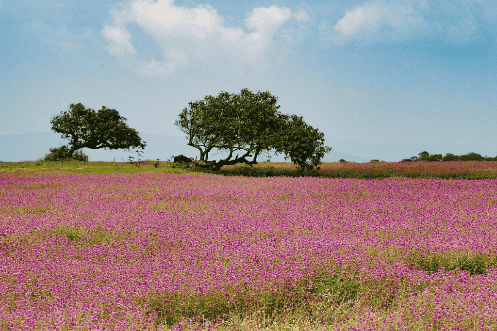 Best Time to Visit Kaas Plateau: A Seasonal Guide