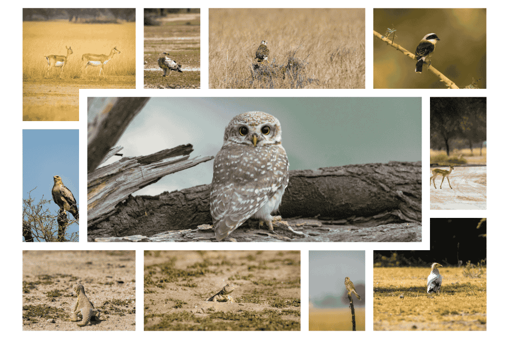 Tal Chhapar Wildlife Sanctuary: A Birdwatcher’s Paradise